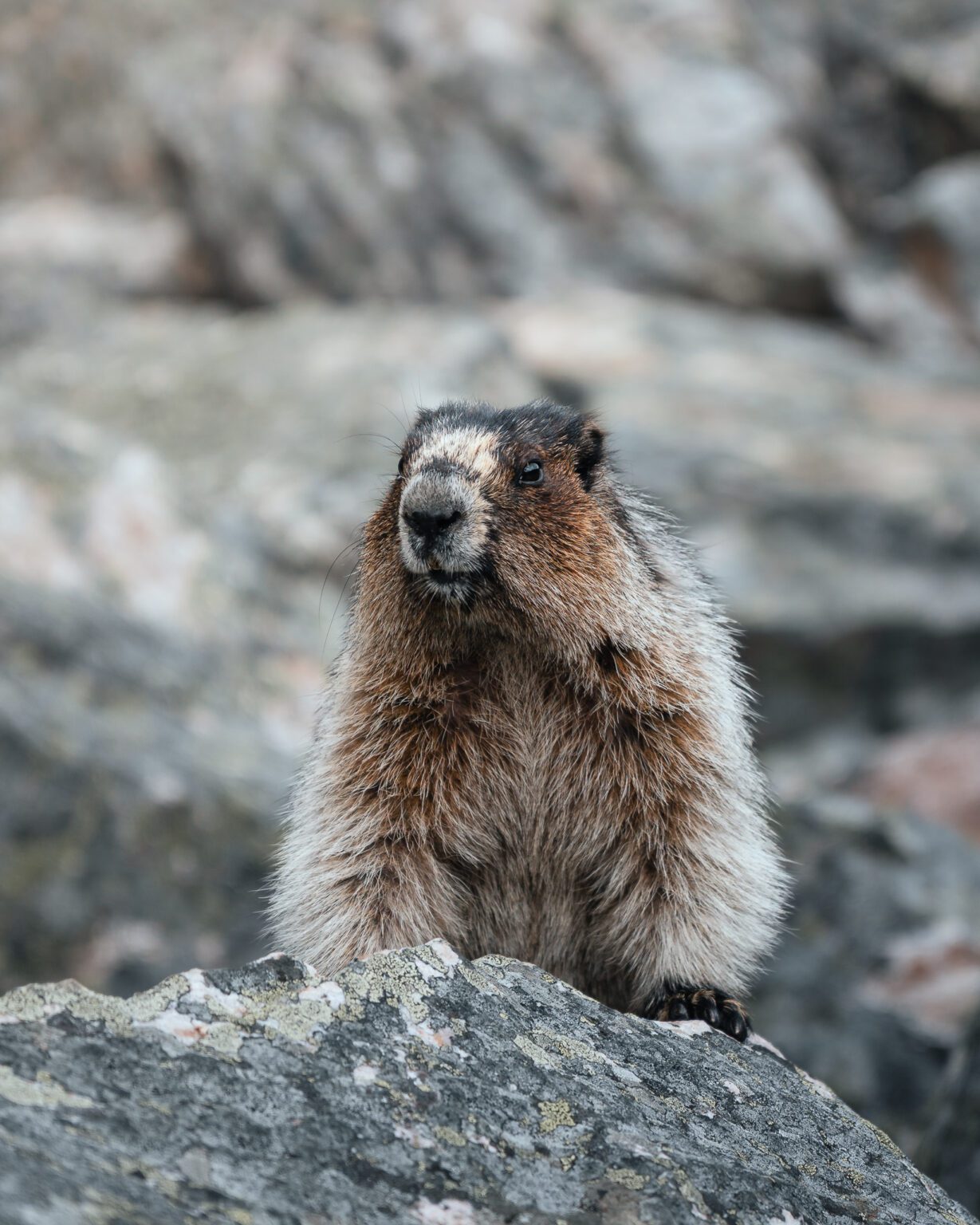 Qué animales salvajes ver en Banff, Canadá: Guía con mapa - Alive and ...